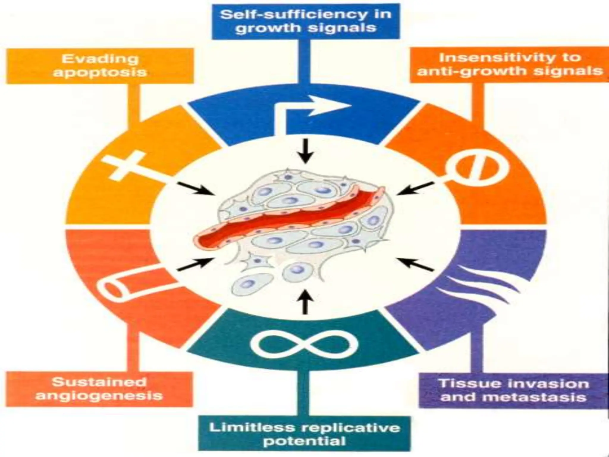 basis of cancer types of cancer oncogenes.ppt