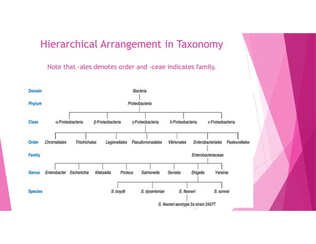 basis of classification(MODE OF NUTRITION, REPRODUCTION, RESPIRATION ...