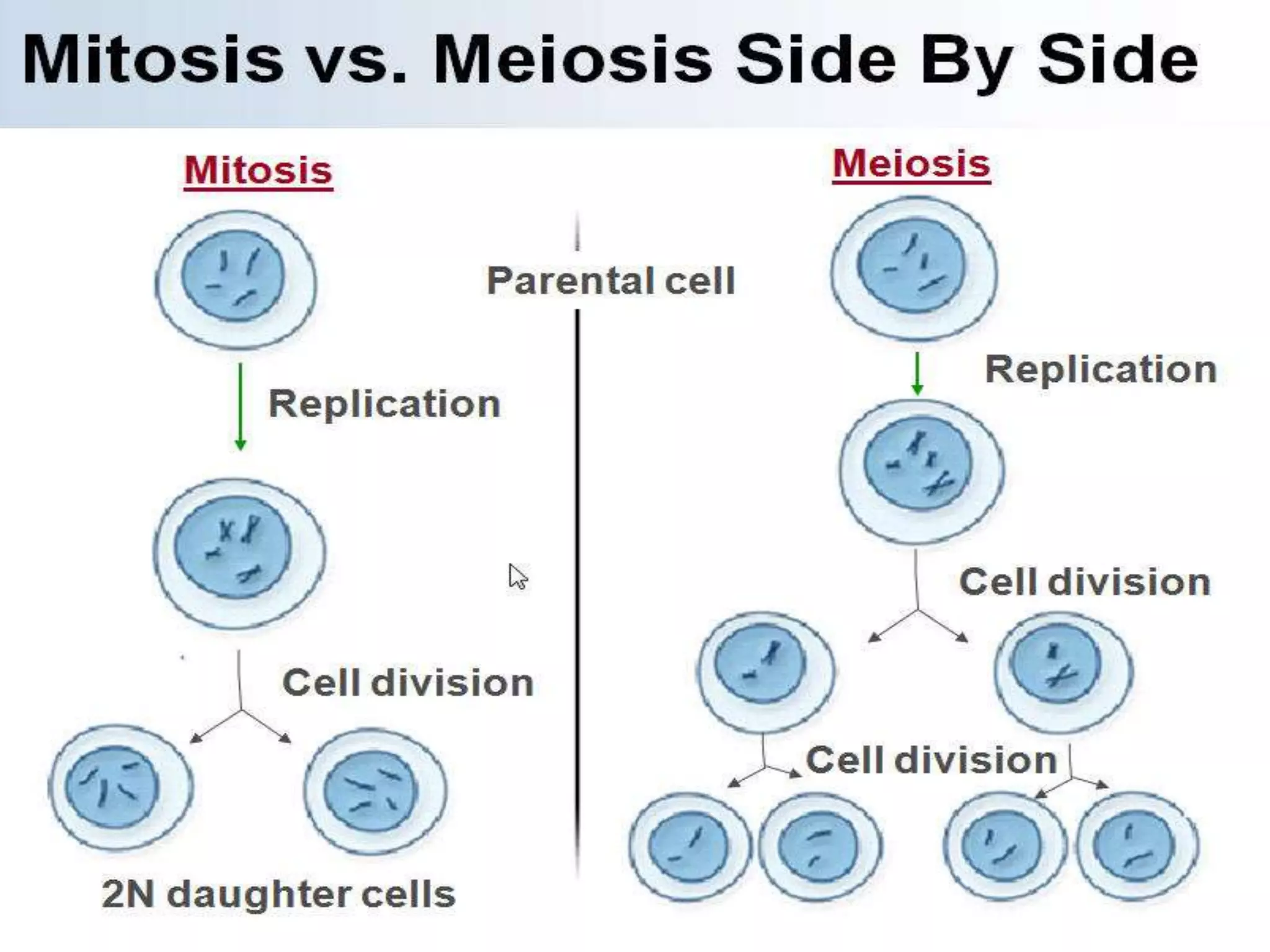 Basis of Genetic Inheritance | PPTX