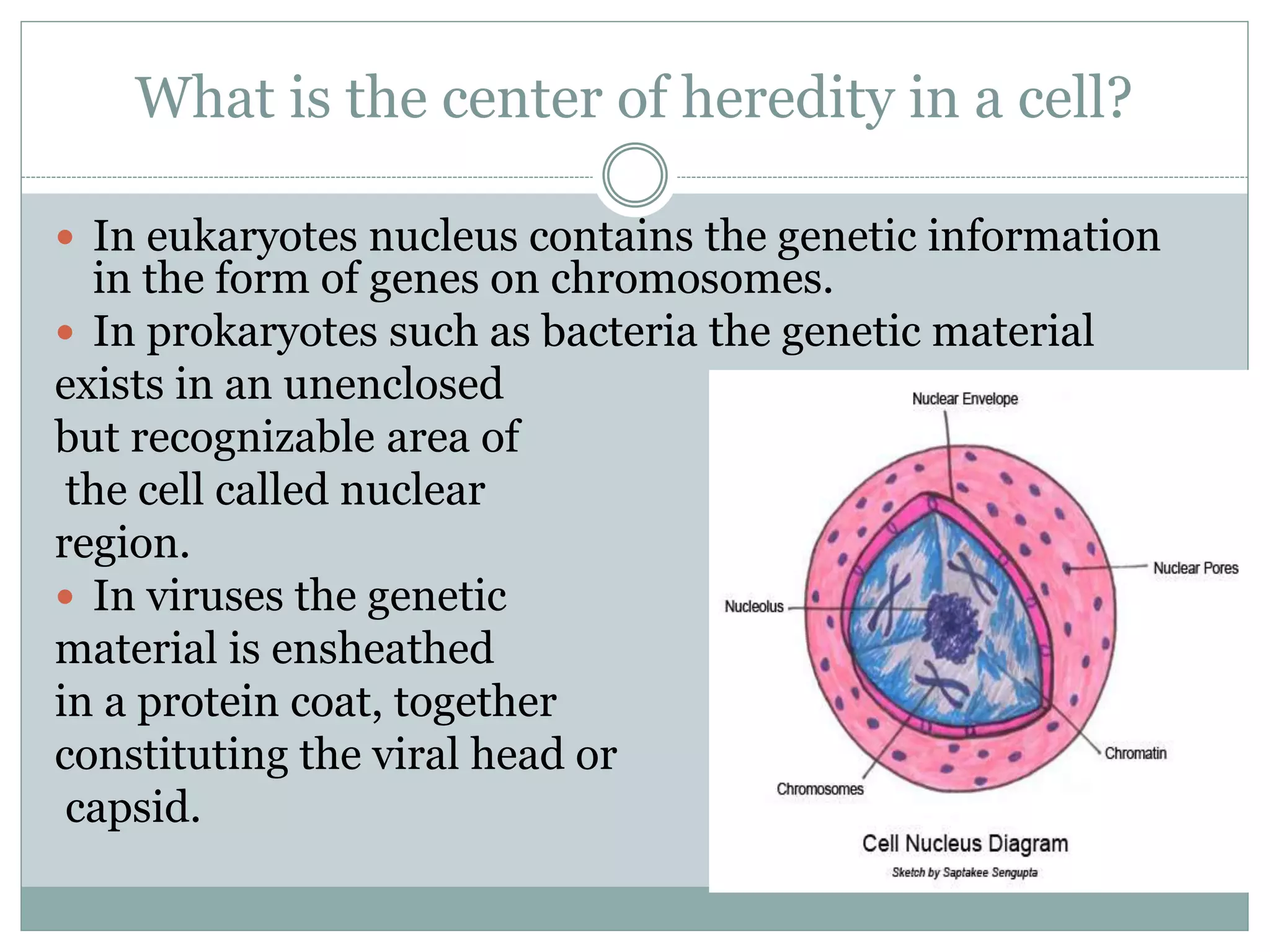 Basis of Genetic Inheritance | PPTX
