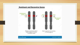 Basis of inheritance ,Autosomal dominant and Autosomal recessive ...