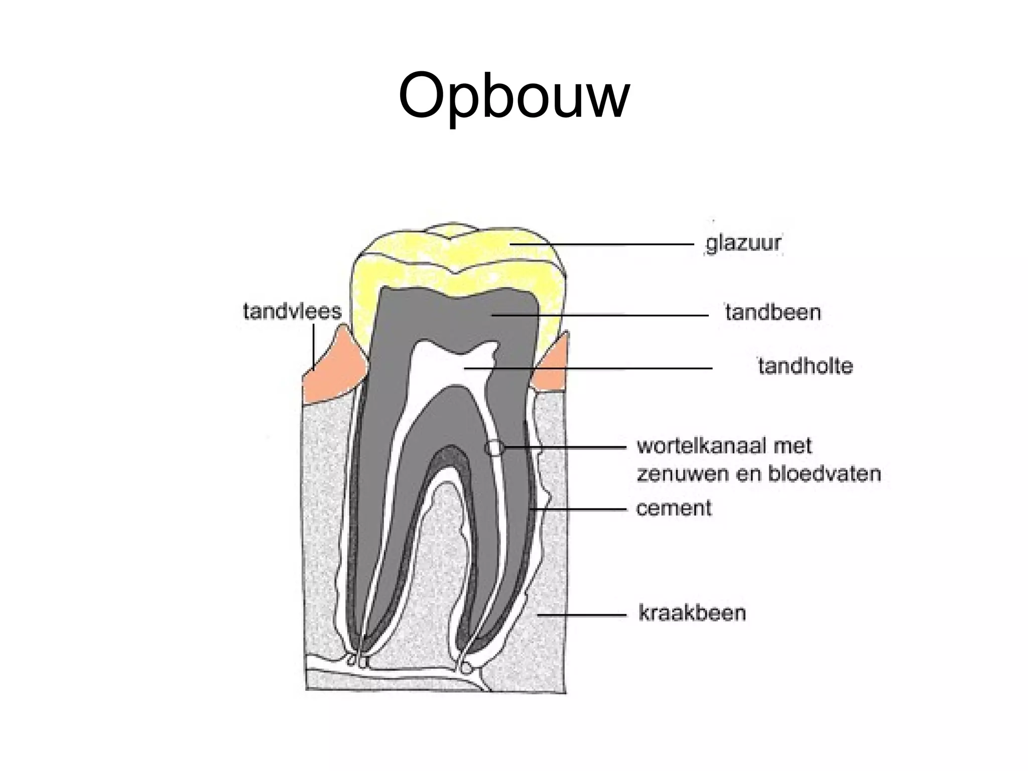 Basisstof 6, het gebit | PPT