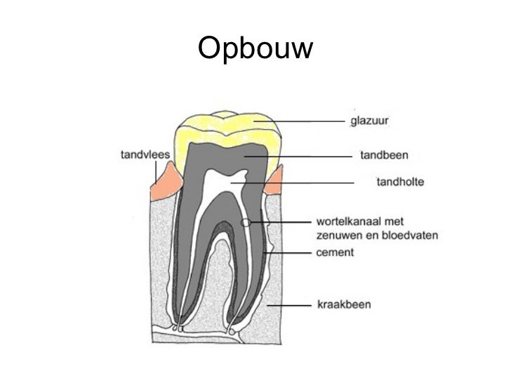 Basisstof 6, het gebit