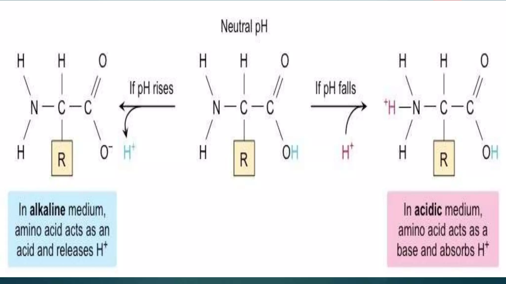 Buffers in pharmaceutical and biological system | PPTX