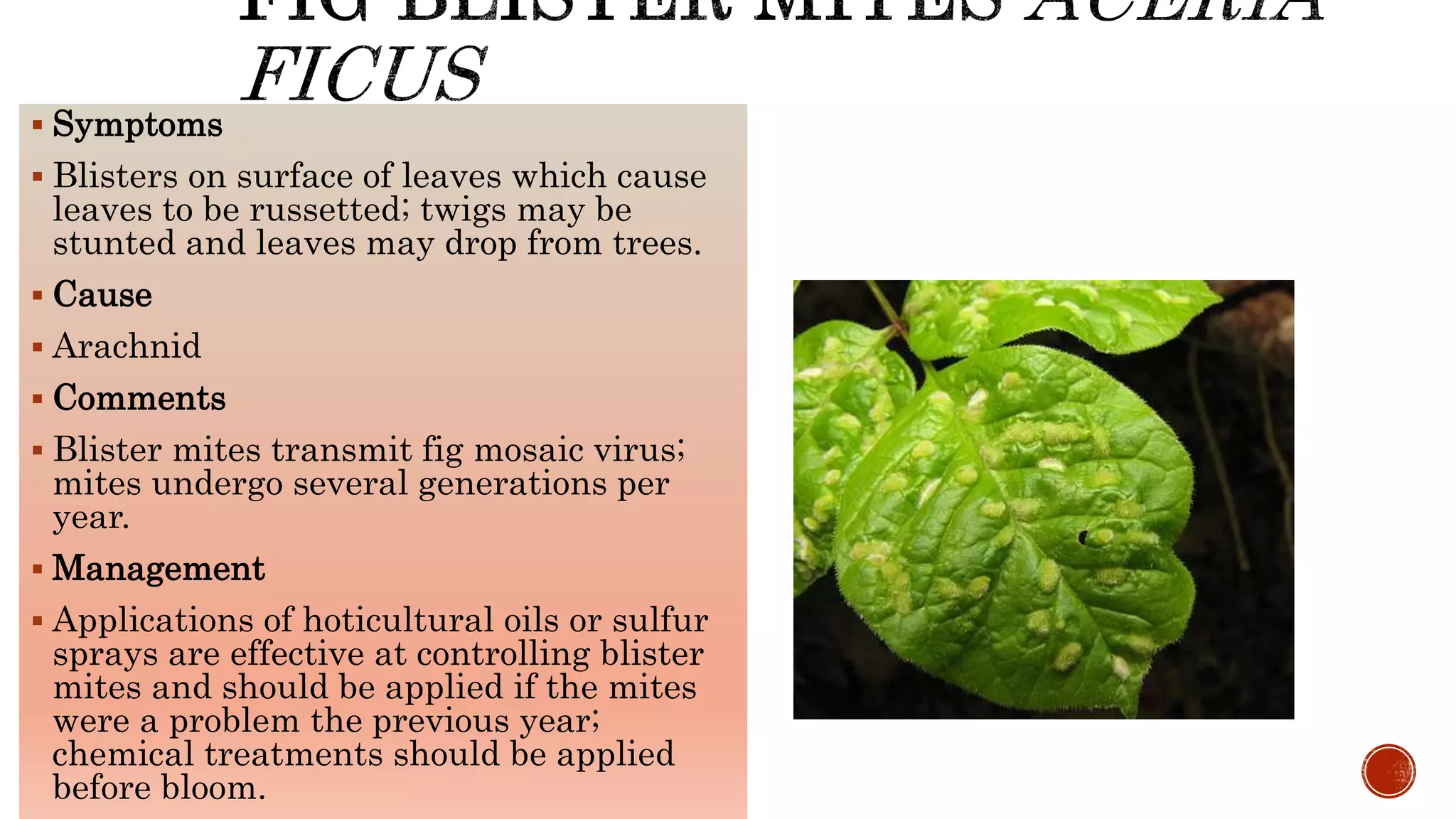 FIG COMMON DISEASES AND PEST | PPTX