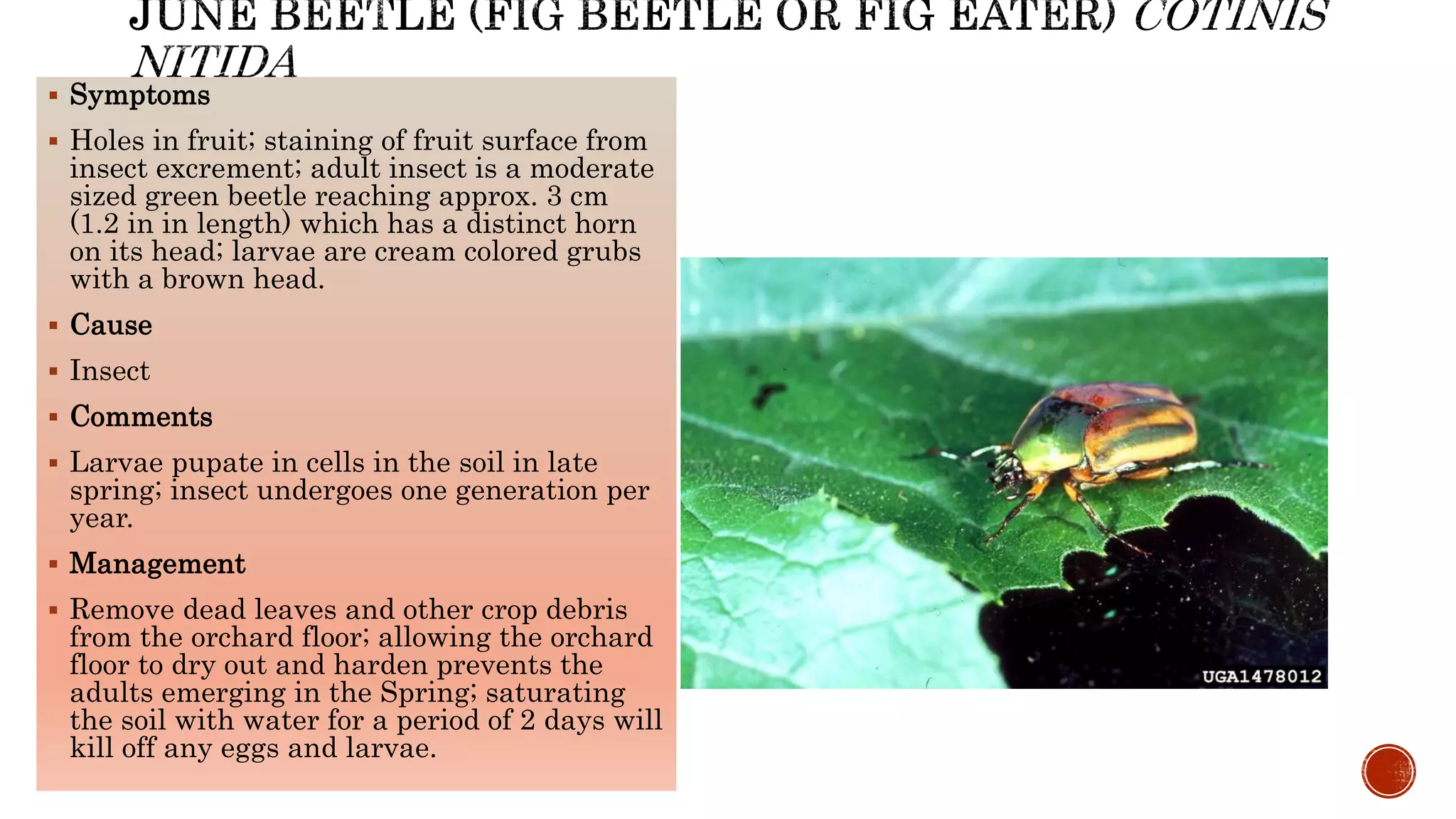 FIG COMMON DISEASES AND PEST | PPTX