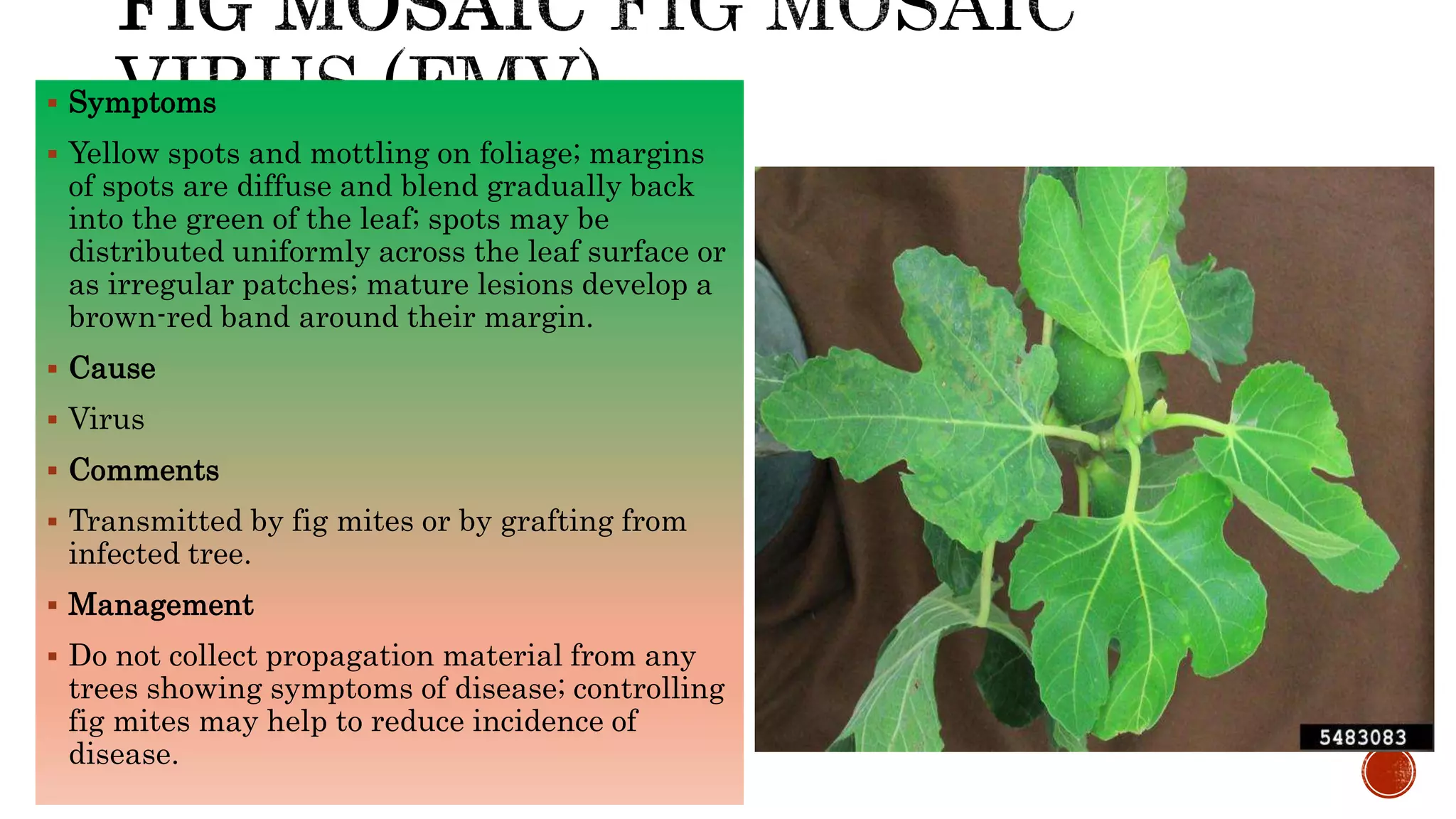 FIG COMMON DISEASES AND PEST | PPTX