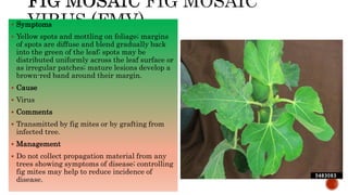 FIG COMMON DISEASES AND PEST | PPTX