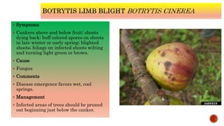 FIG COMMON DISEASES AND PEST | PPTX