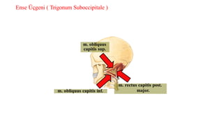 BAŞ KASLARI ANATOMİSİ.pptx MEDİCİNE.x | PPTX