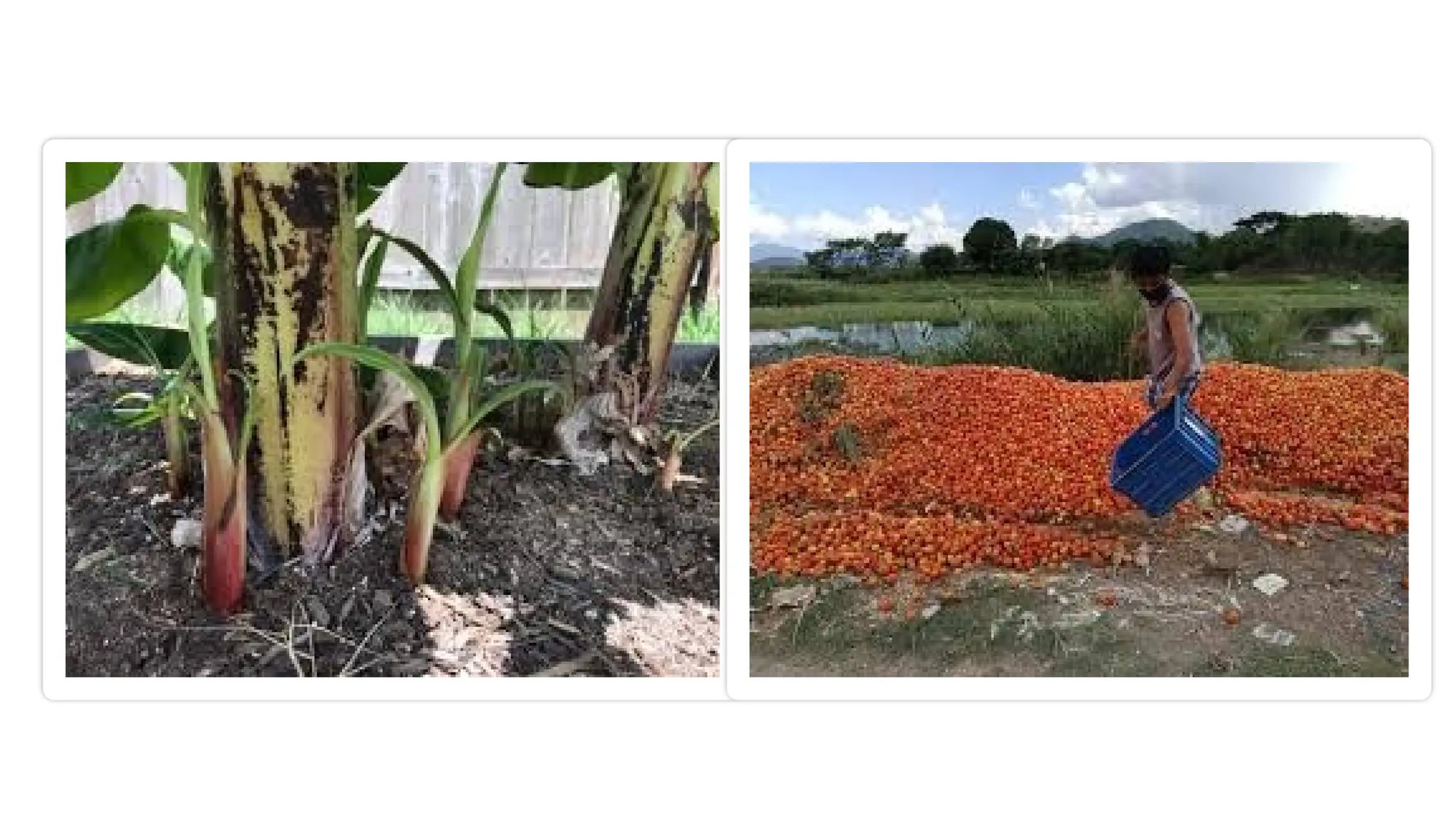 Basket-composting-Foliar-fert and fermentation..pptx