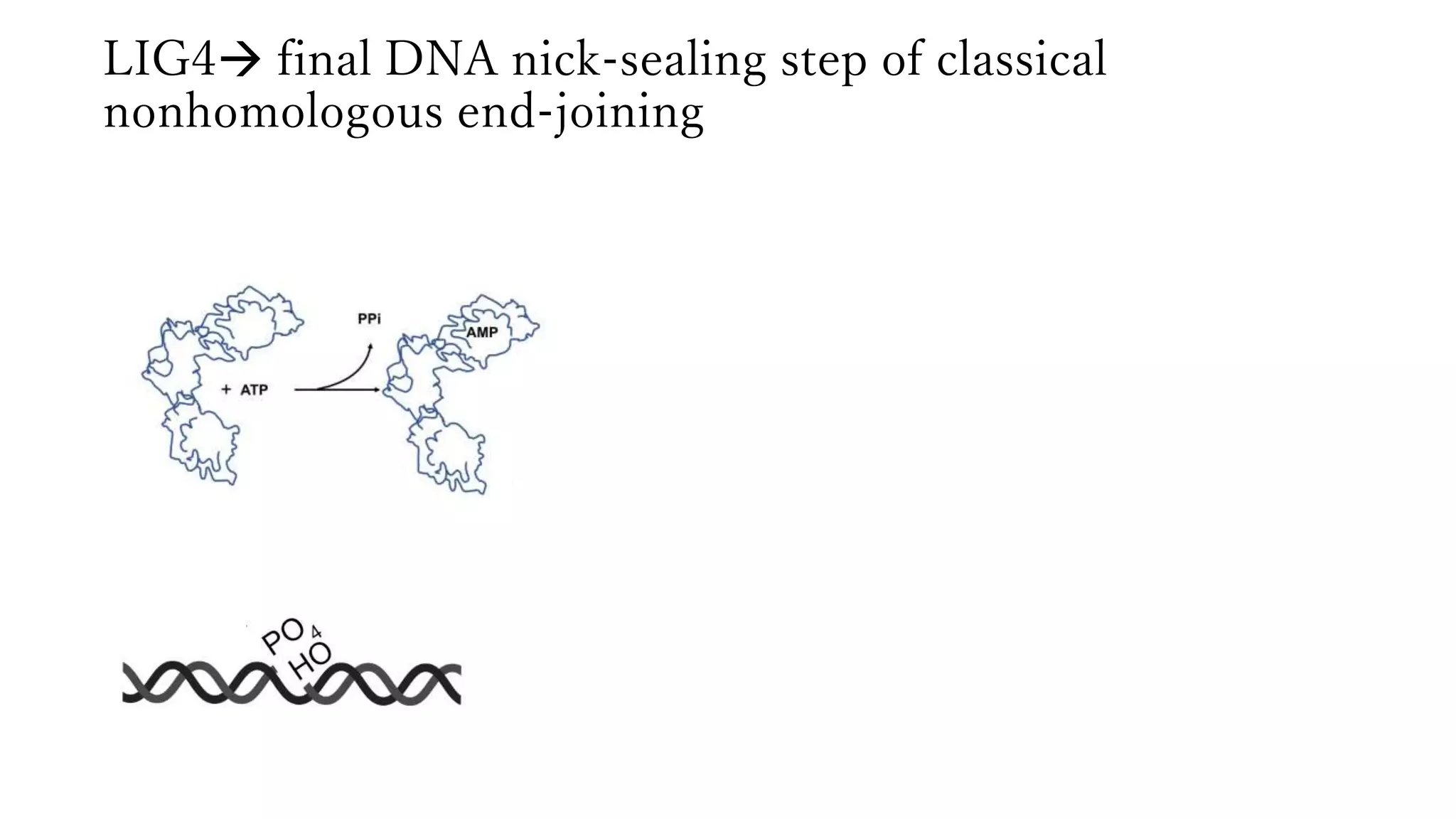 Basler modellers.210126reduced | PPT | Free Download
