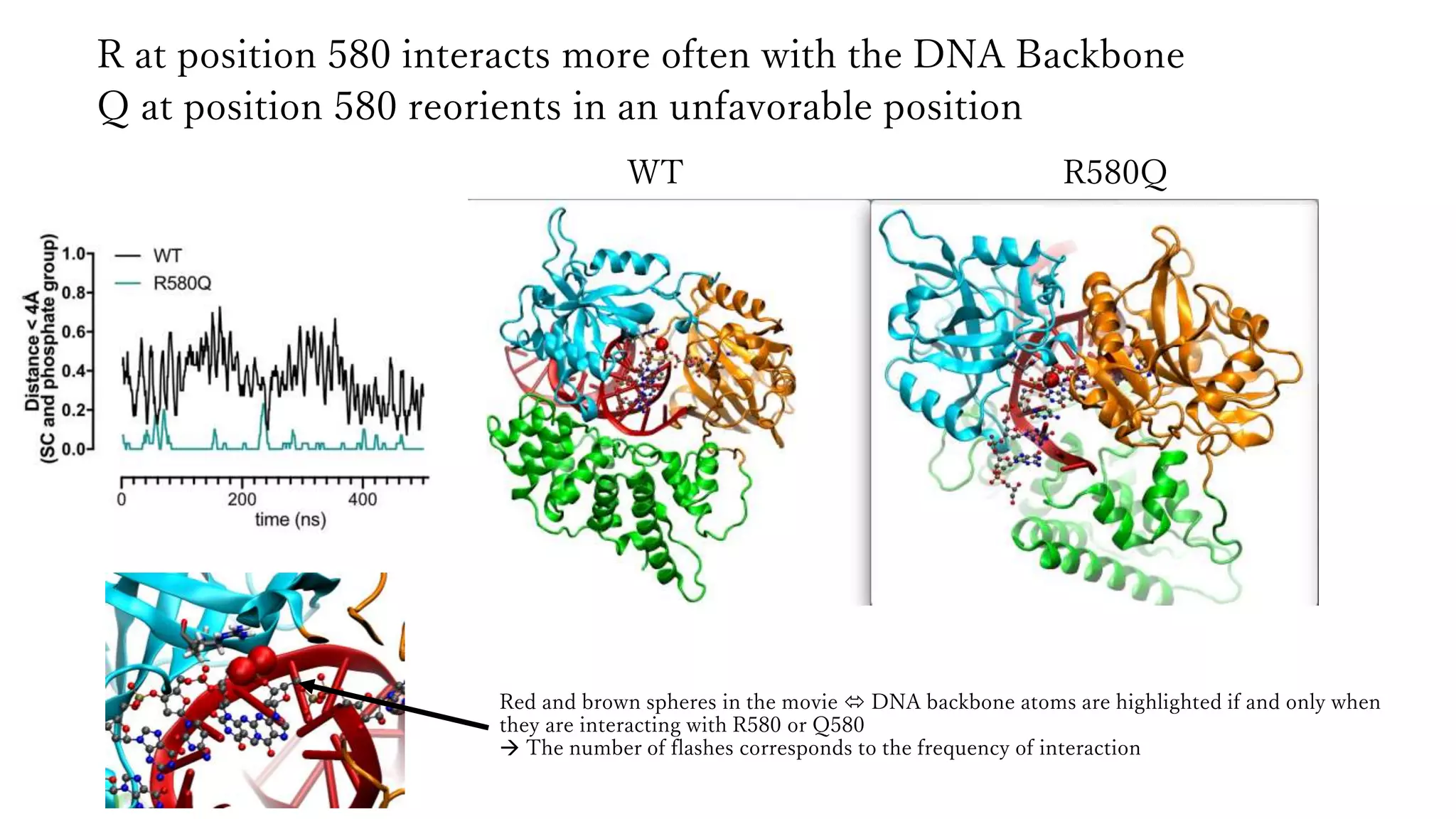 Basler modellers.210126reduced | PPT