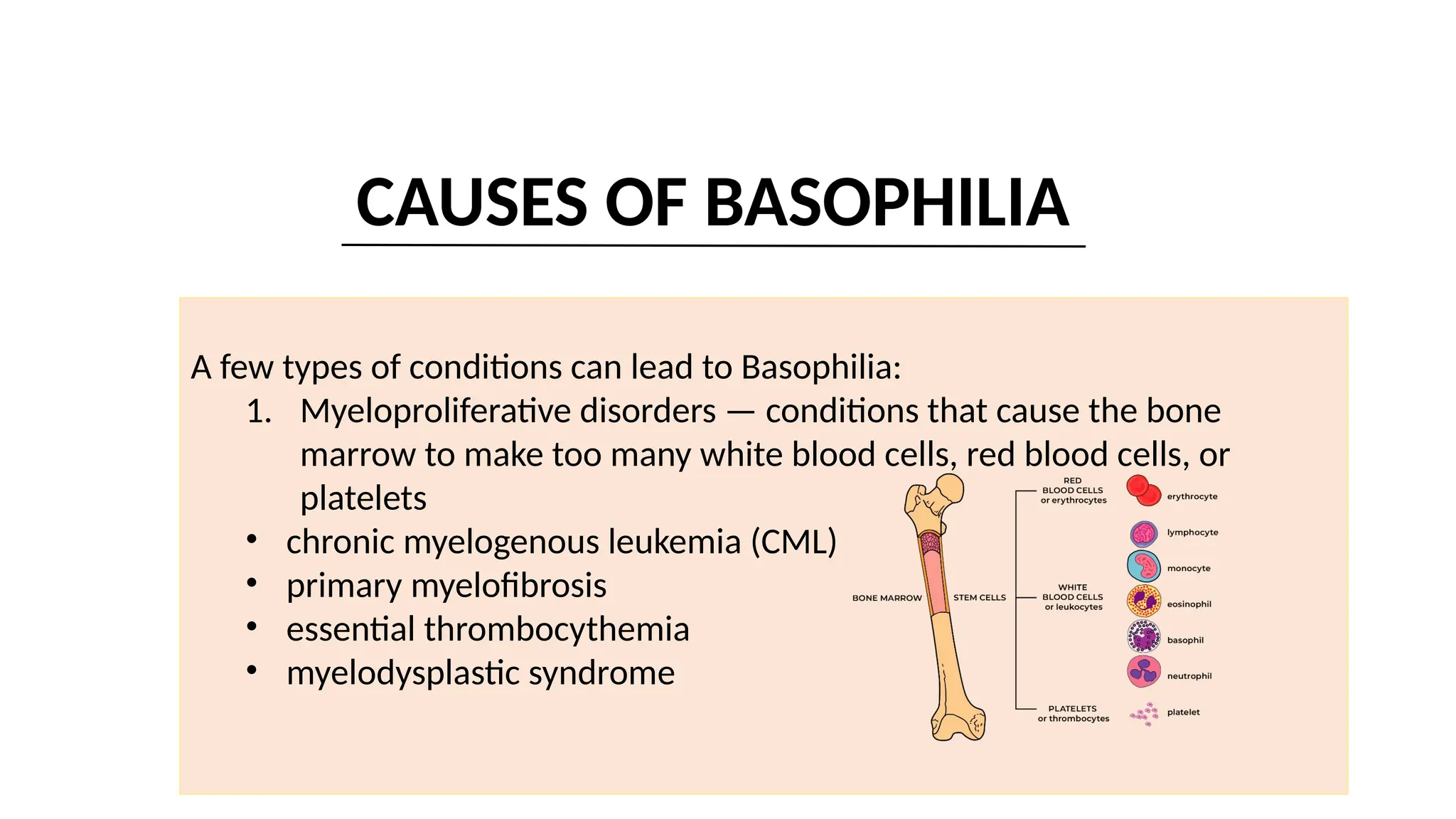 BASOPHILIA immune system presentation 12 | PPTX