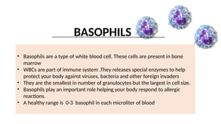 BASOPHILIA immune system presentation 12 | PPT