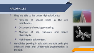 Archaea Metabolism and its processes .pptx