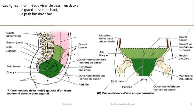 Bassin obstetrical [enregistrement automatique]