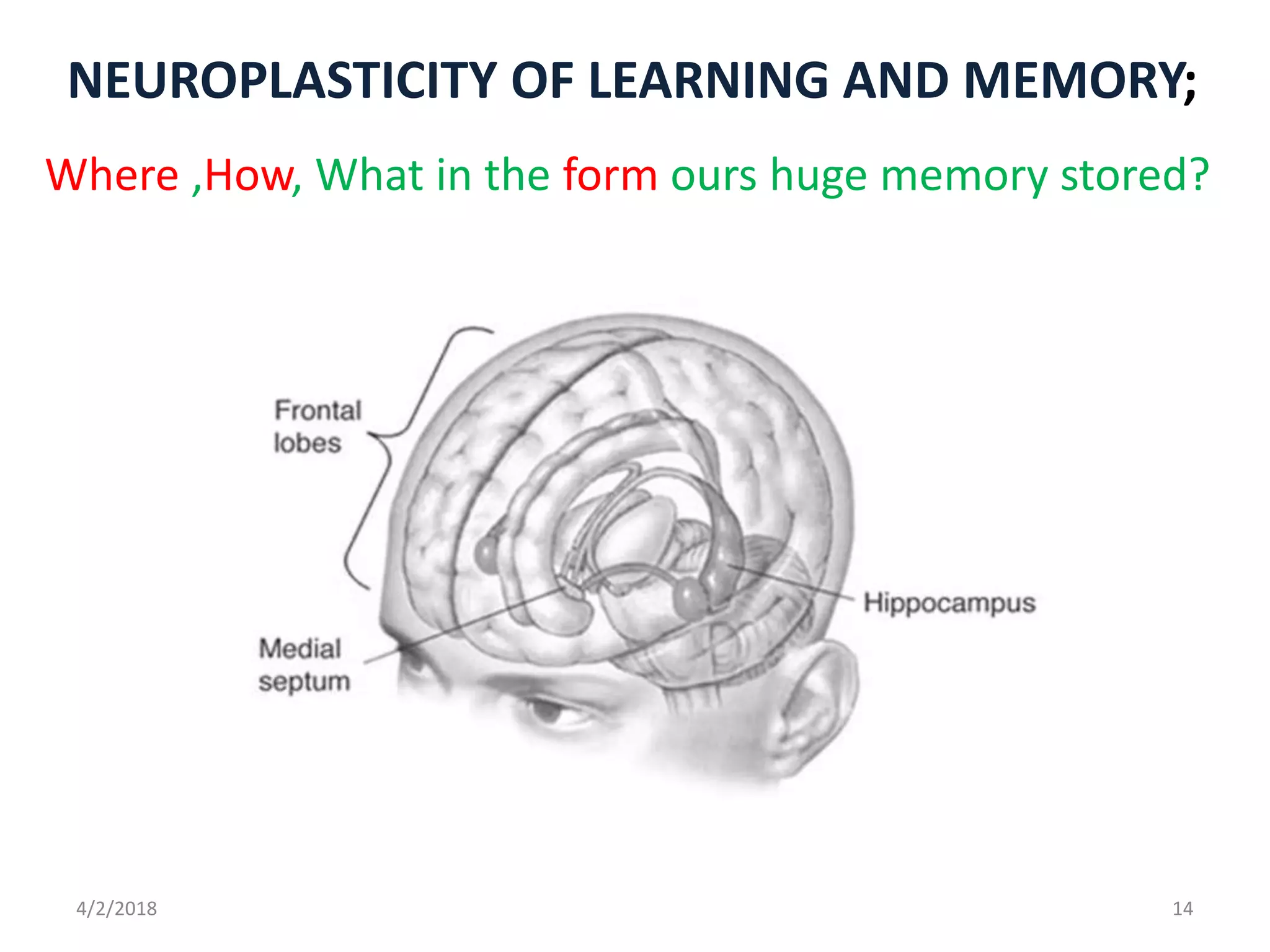 Neuroplasticity | PPTX