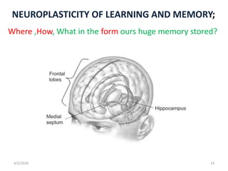 Neuroplasticity | PPTX