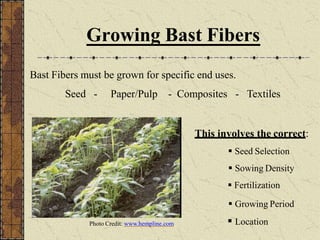 bast fiber.pptx