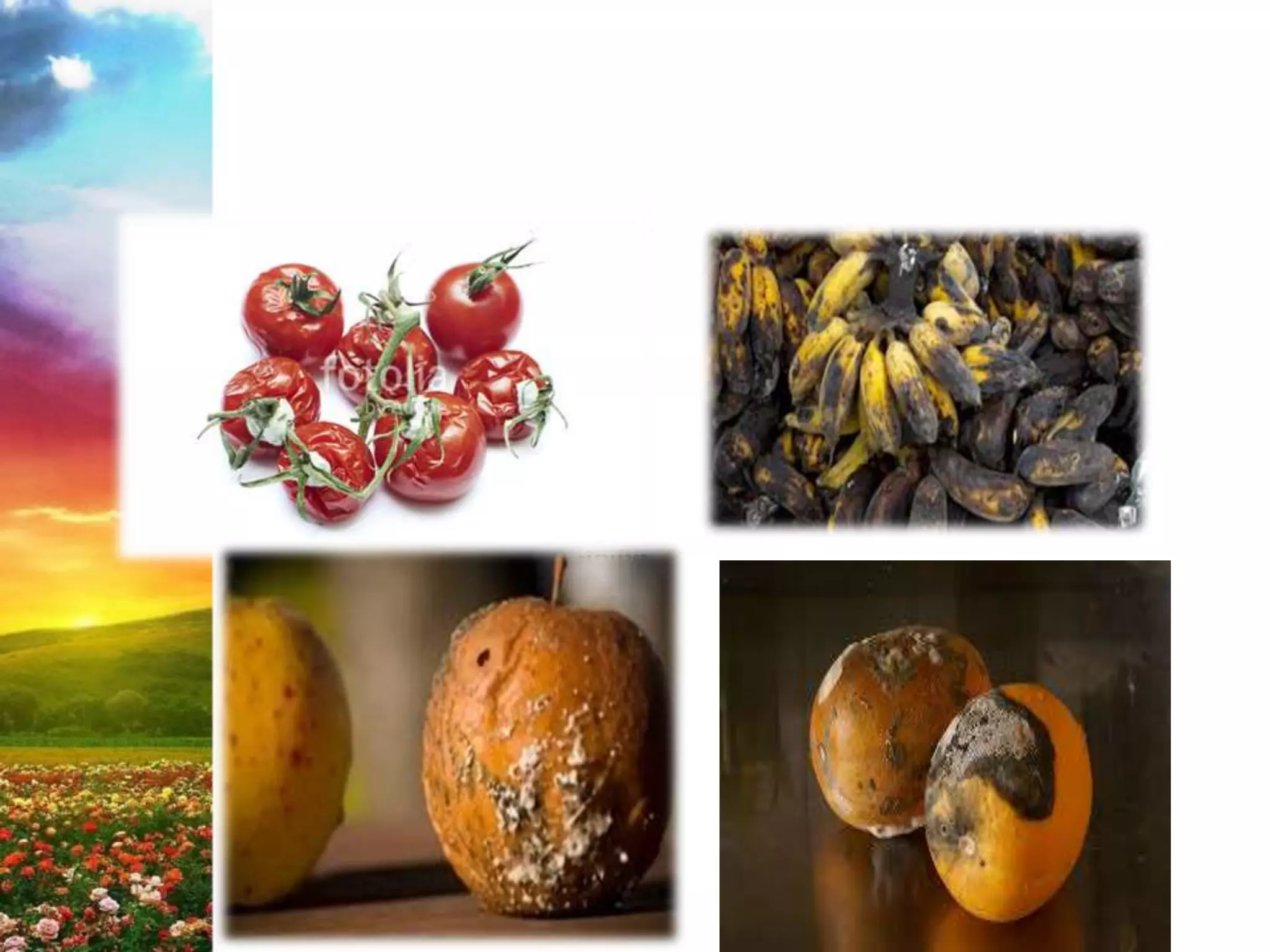 FOOD SPOILAGE | PPTX