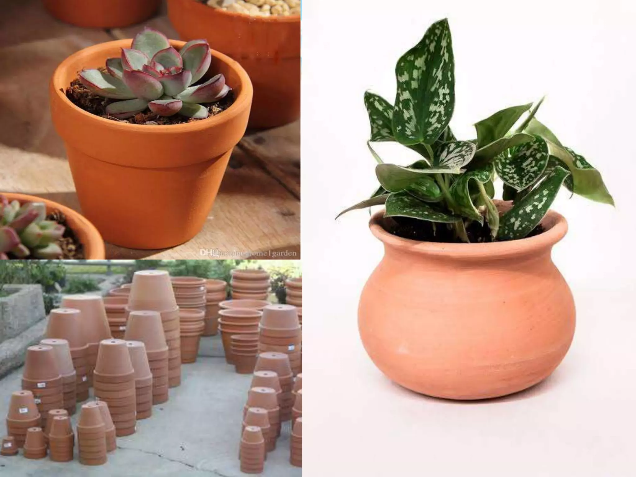 Nursery plant hardening, container gardening | PPTX