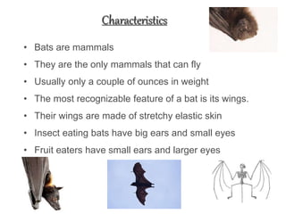 Bat-Powerpoint-Character-8525692.ppsx
