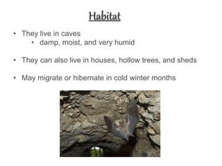 Bat-Powerpoint-Character-8525692.ppsx