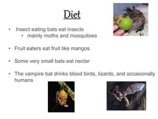 Bat-Powerpoint-Character-8525692.ppsx