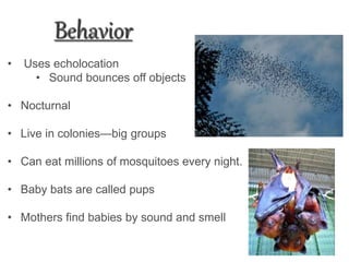 Bat-Powerpoint-Character-8525692.ppsx