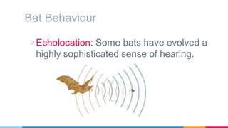 Bat algorithm explained. slides ppt pptx | PPTX