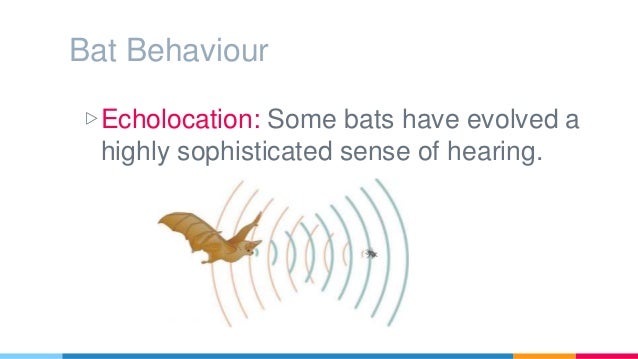 Bat Algorithm Explained Slides Ppt Pptx