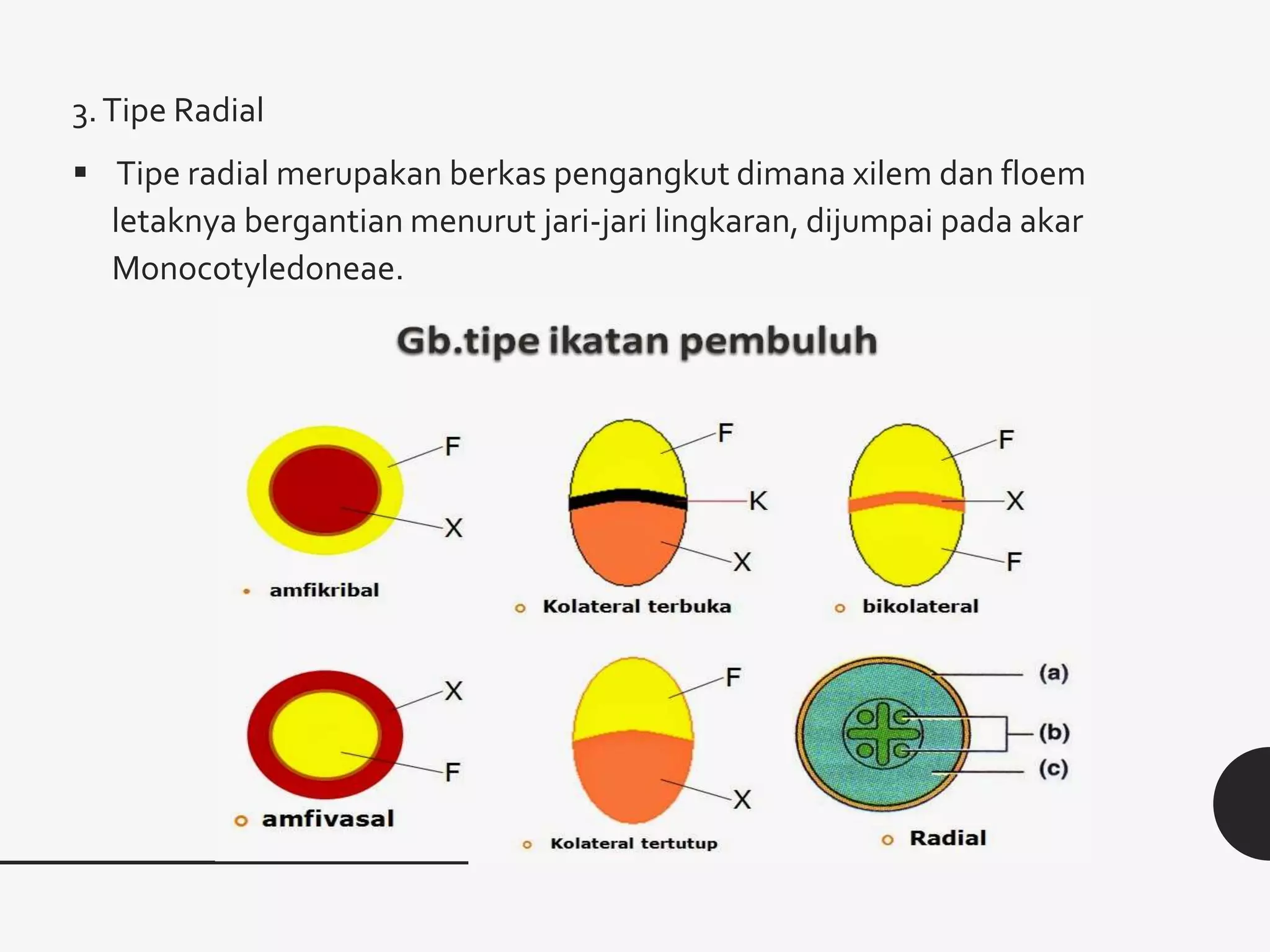 morfologi tumbuhan-Batang | PPTX