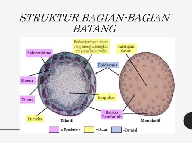 morfologi tumbuhan-Batang | PPTX