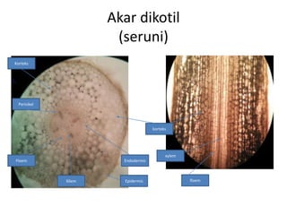 Anatomi tumbuhan | PPTX