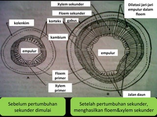 anatomi tumbuhan Batang sekunder | PPT