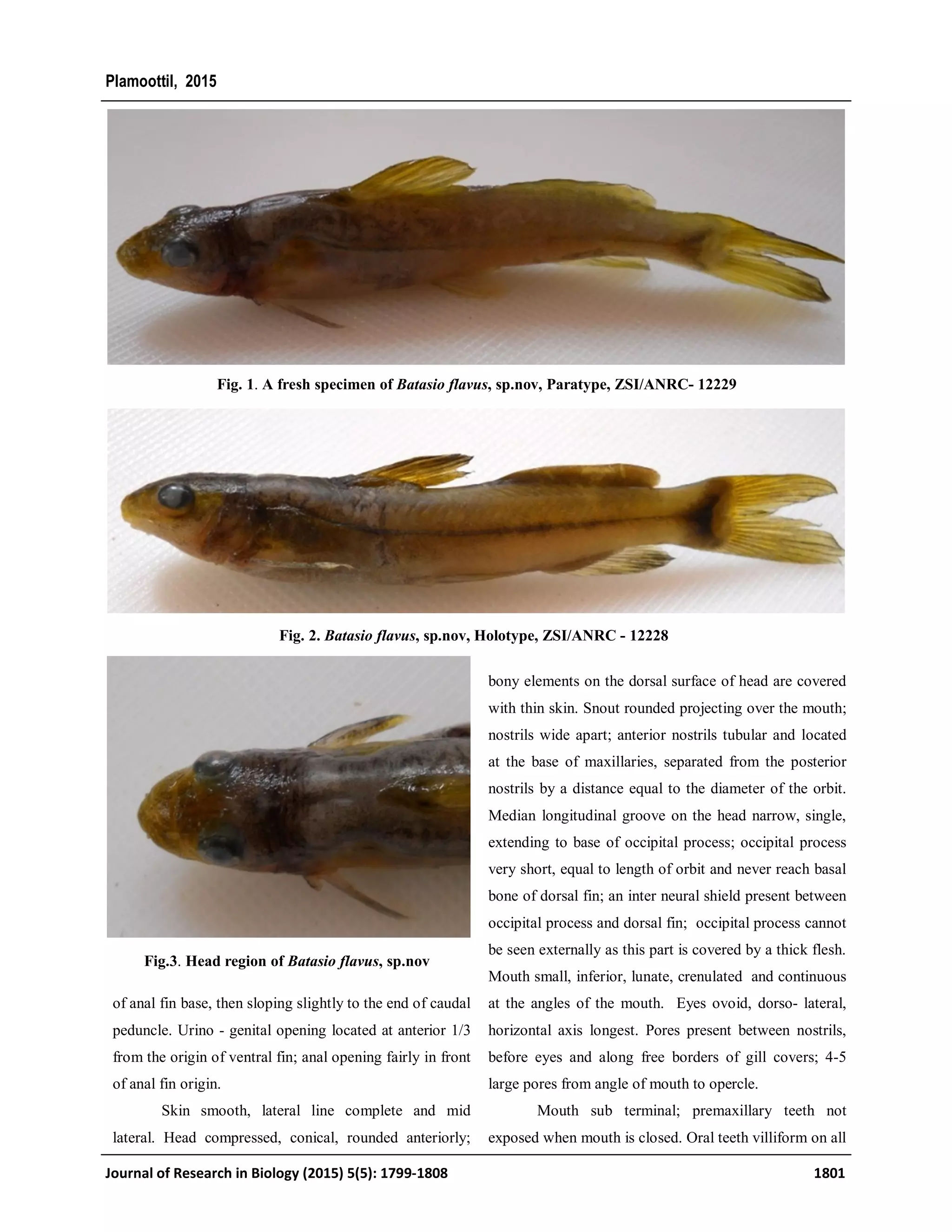 Batasio flavus | PDF