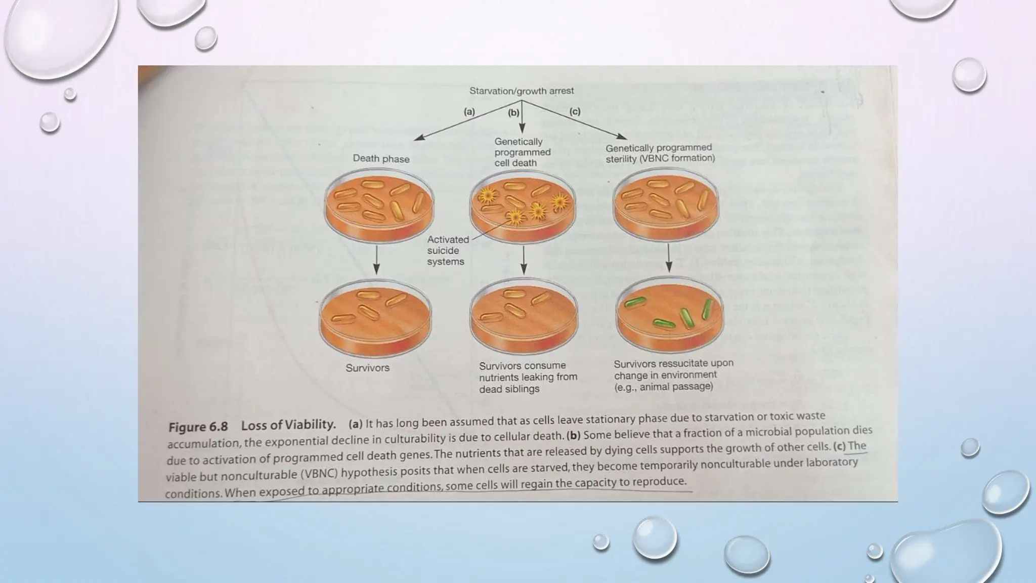 Batch ,continous and synchronus culture.pptx