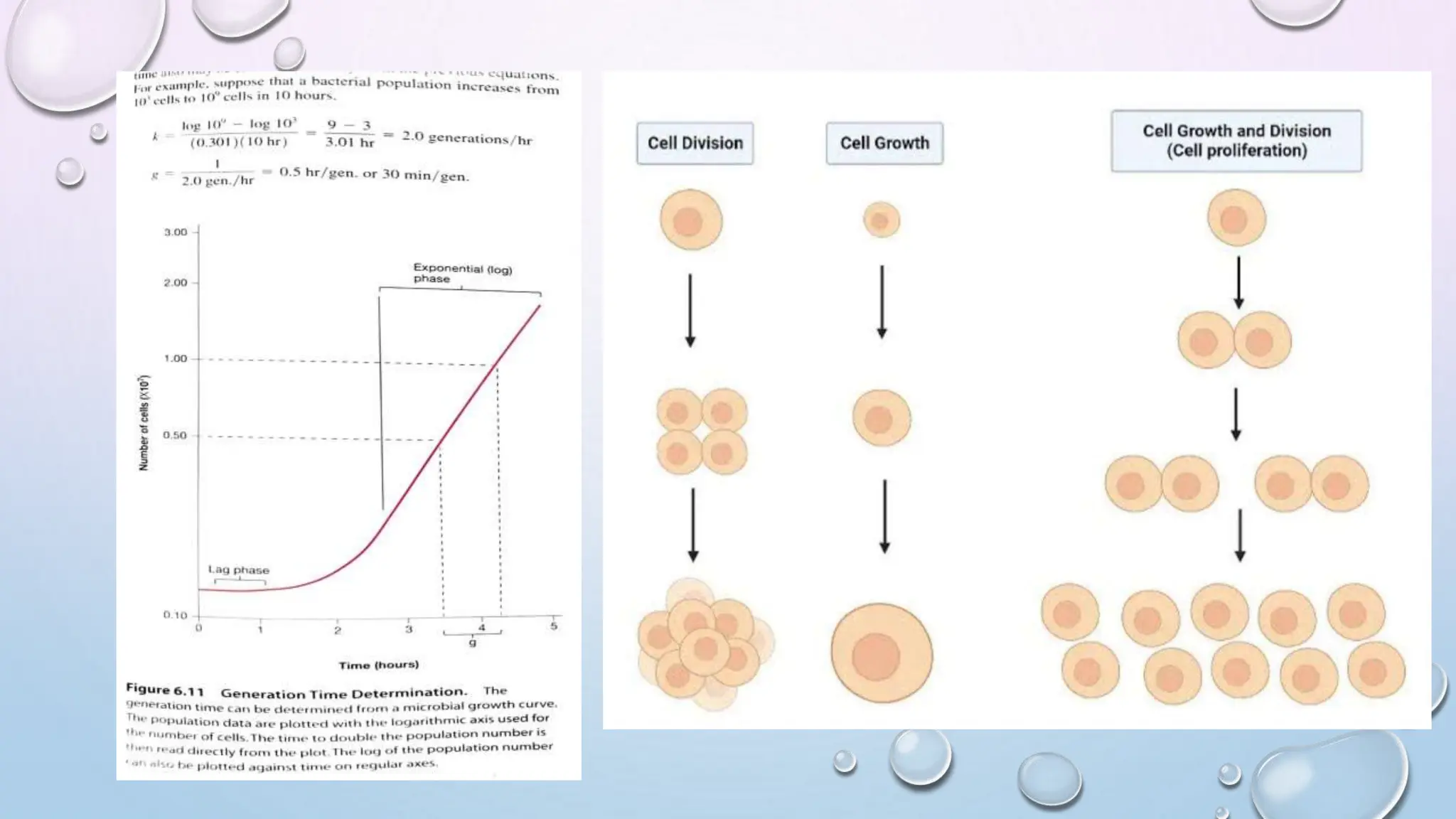 Batch ,continous and synchronus culture.pptx