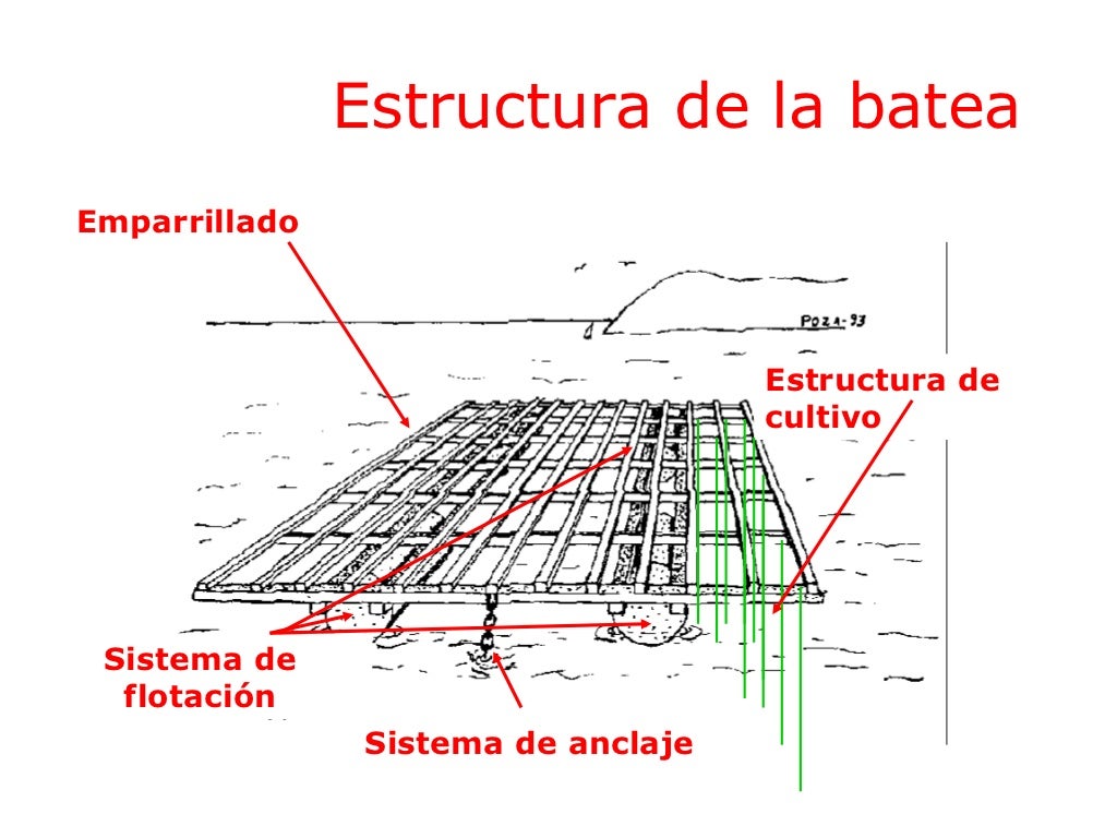 Las BATEAS como sistema de cultivo