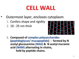 Baterial morphology | PPT