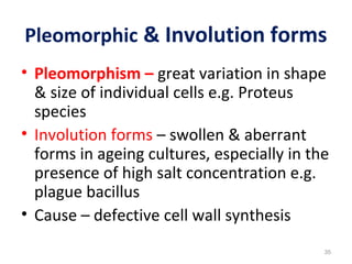 Baterial morphology | PPT