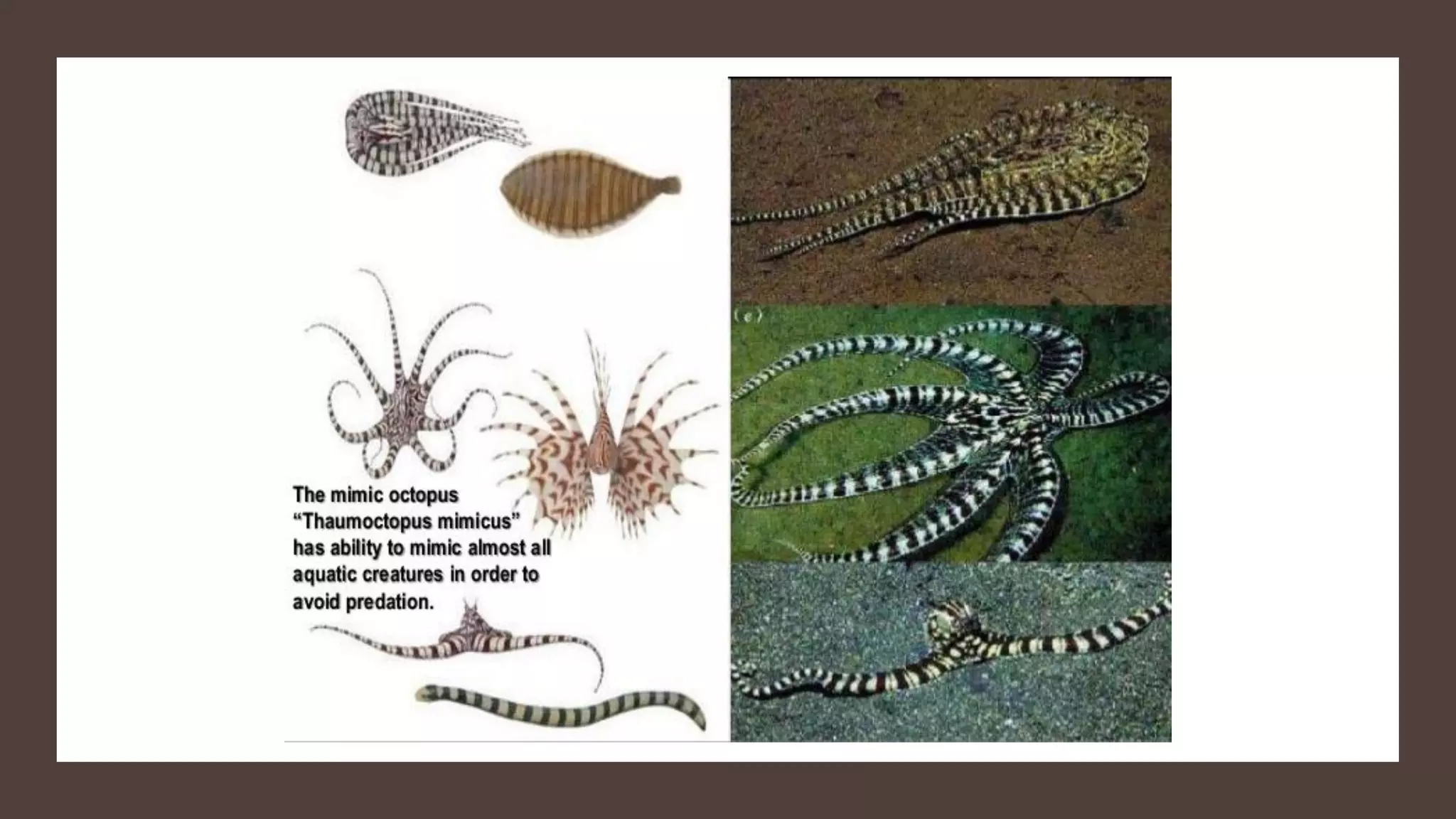 Mimicry: mullerian and batesian mimicry | PDF