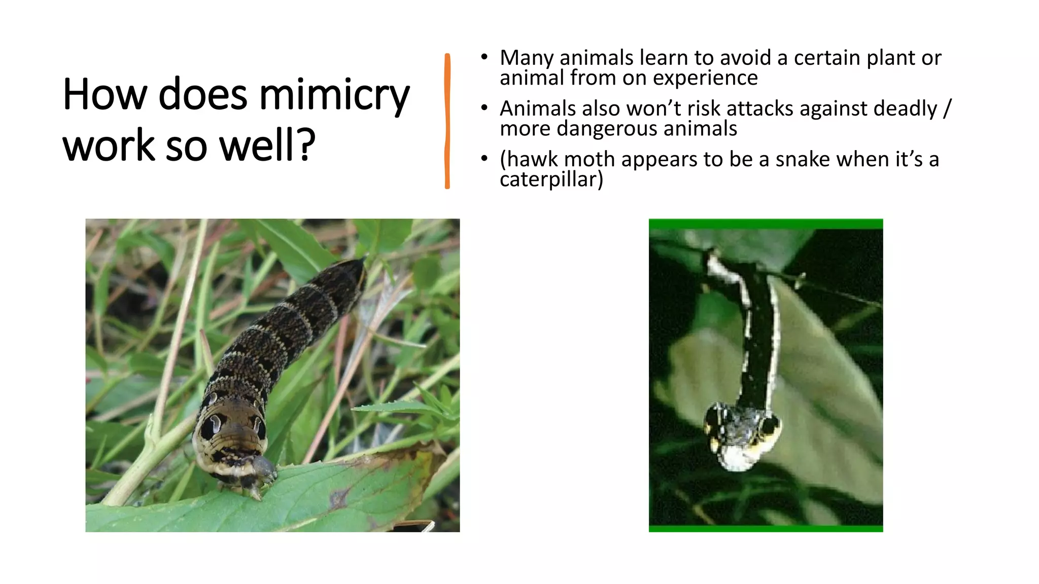 Mimicry: mullerian and batesian mimicry | PDF