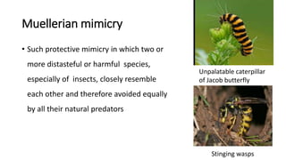 Batesian Mimicry Examples