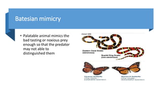 Batesian Mimicry Examples