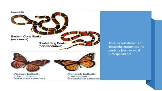 Mimicry: mullerian and batesian mimicry