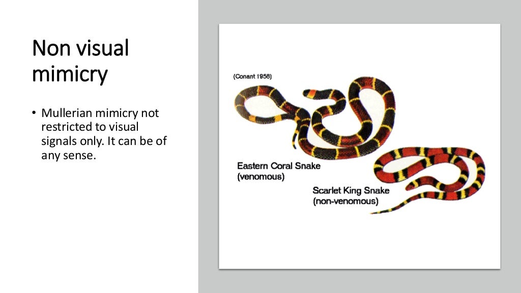 Mimicry: mullerian and batesian mimicry