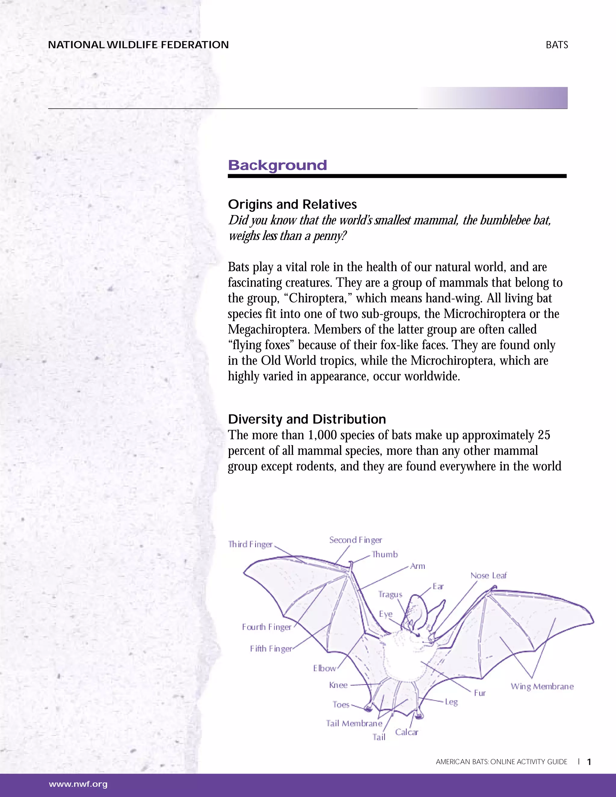 National Wildlife Federation's Bat Guide | PDF