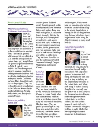 National Wildlife Federation's Bat Guide | PDF
